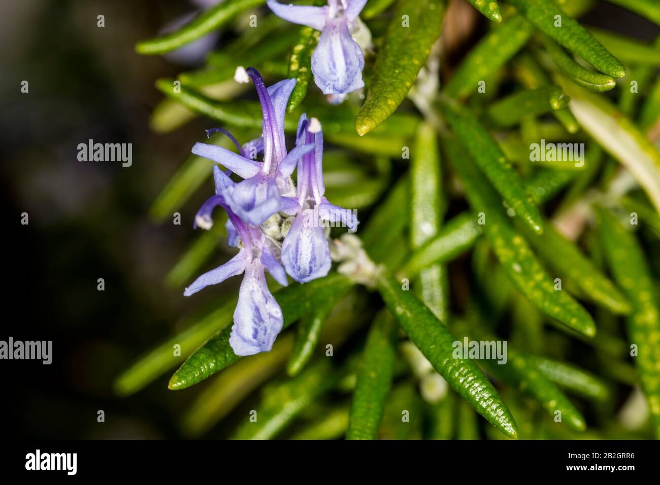 Rosemary flower soft hi-res stock photography and images - Alamy
