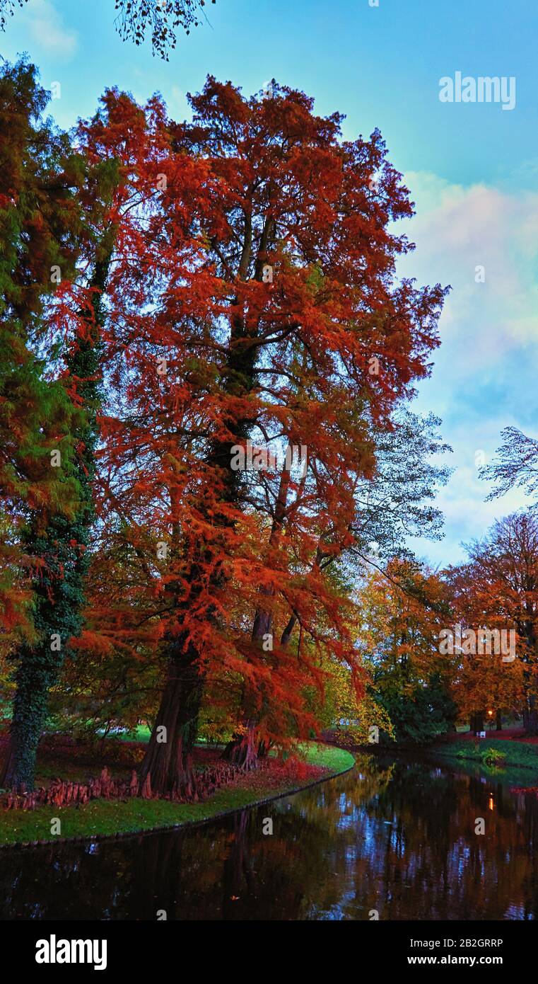 Red autumn leaves on trees along the river Stock Photo - Alamy