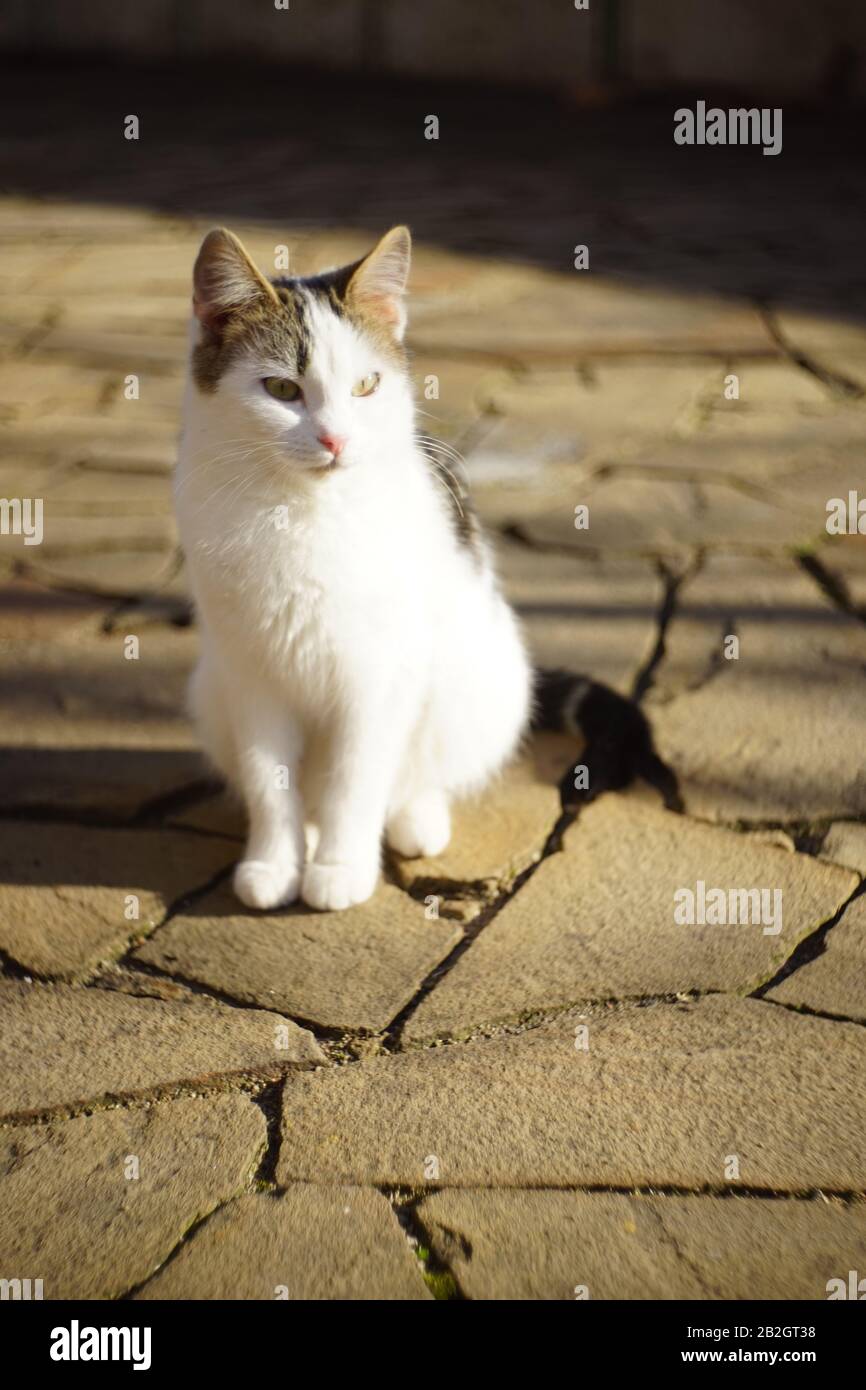 White cat relaxing on garden hi-res stock photography and images - Alamy