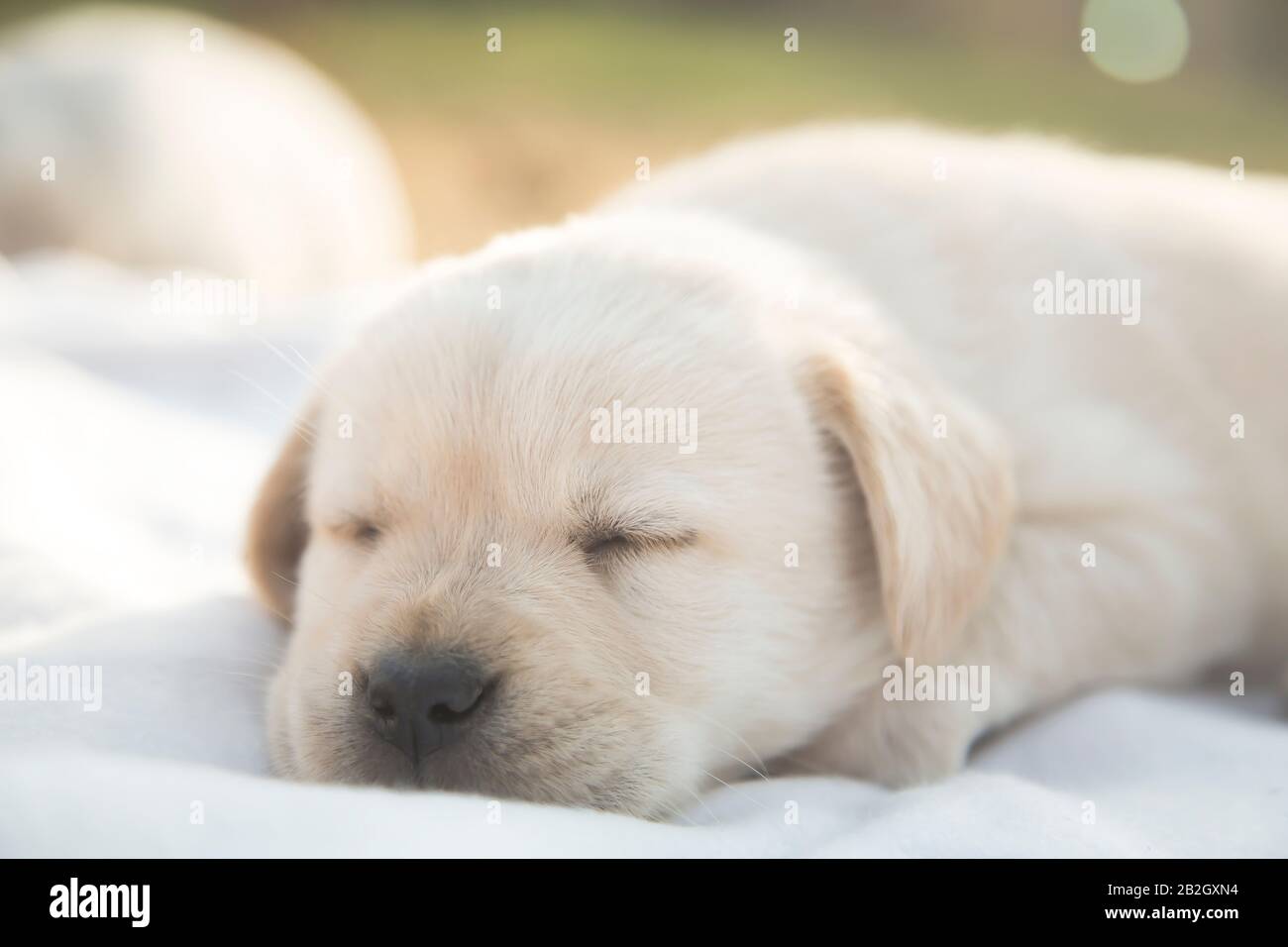 Head shot of sleeping labrador retriever puppy / Newborn labrador ...