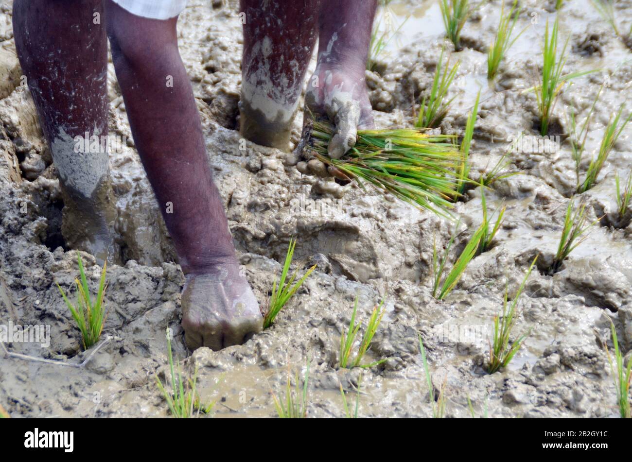 Nagaon, Assam / India - March 03 2020 : Farmers seen busy in planting ...