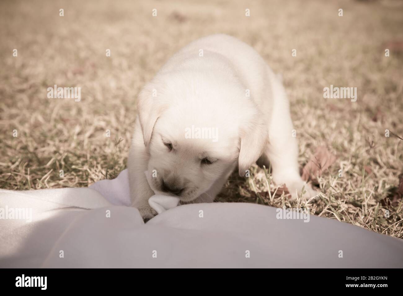 Little beige dog hi-res stock photography and images - Alamy