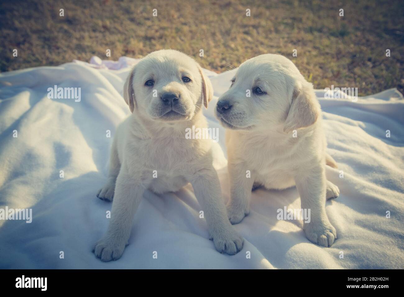 Labrador puppies on the ground / Cute beige newborn dogs Stock Photo ...