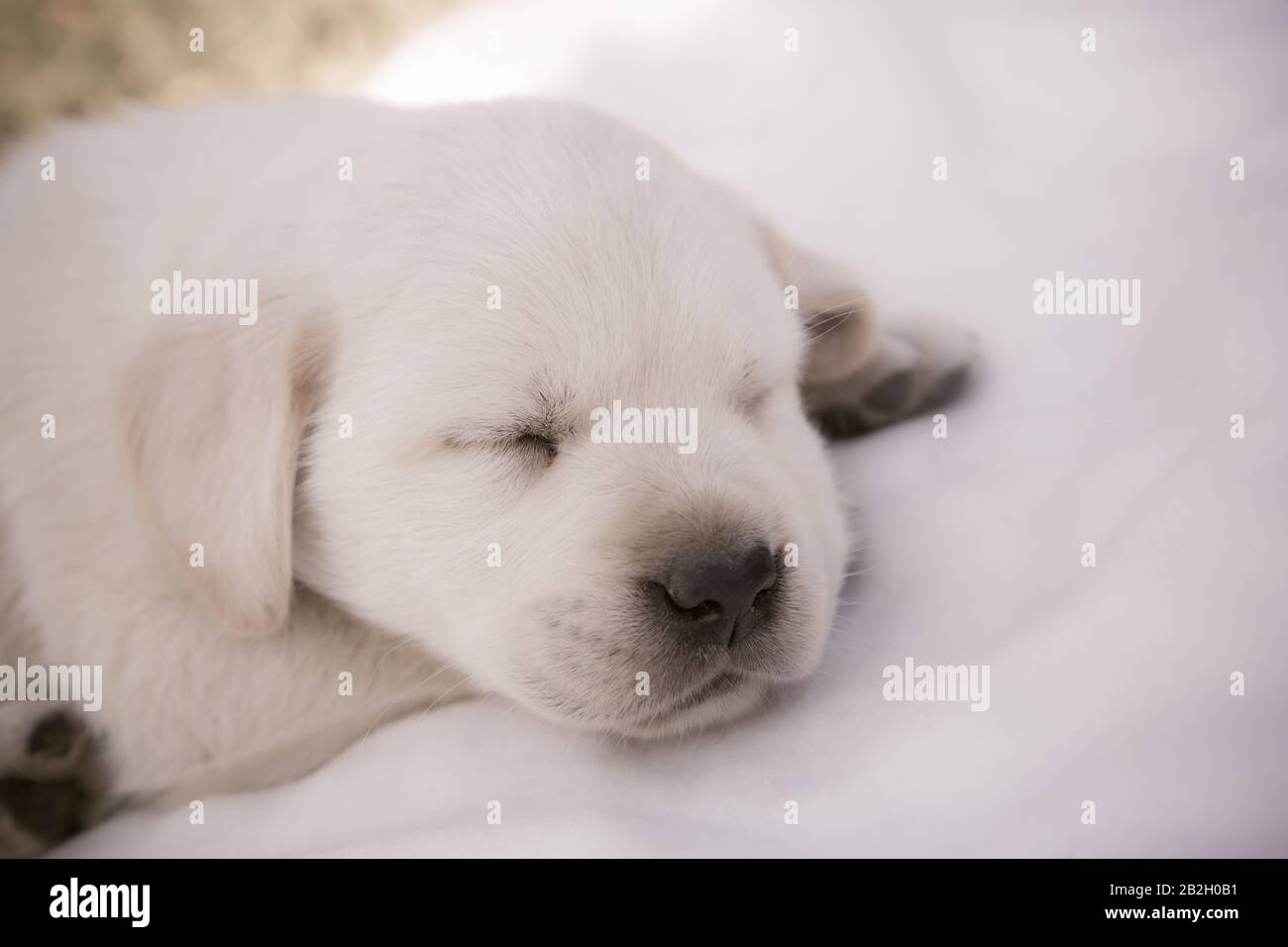 Head shot of sleeping labrador retriever puppy / Newborn labrador ...