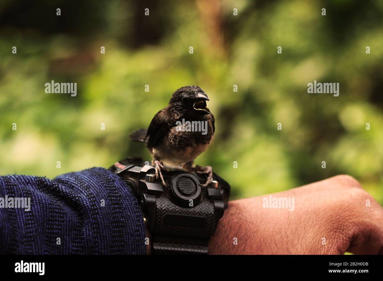 Cute baby bird hi-res stock photography and images - Alamy