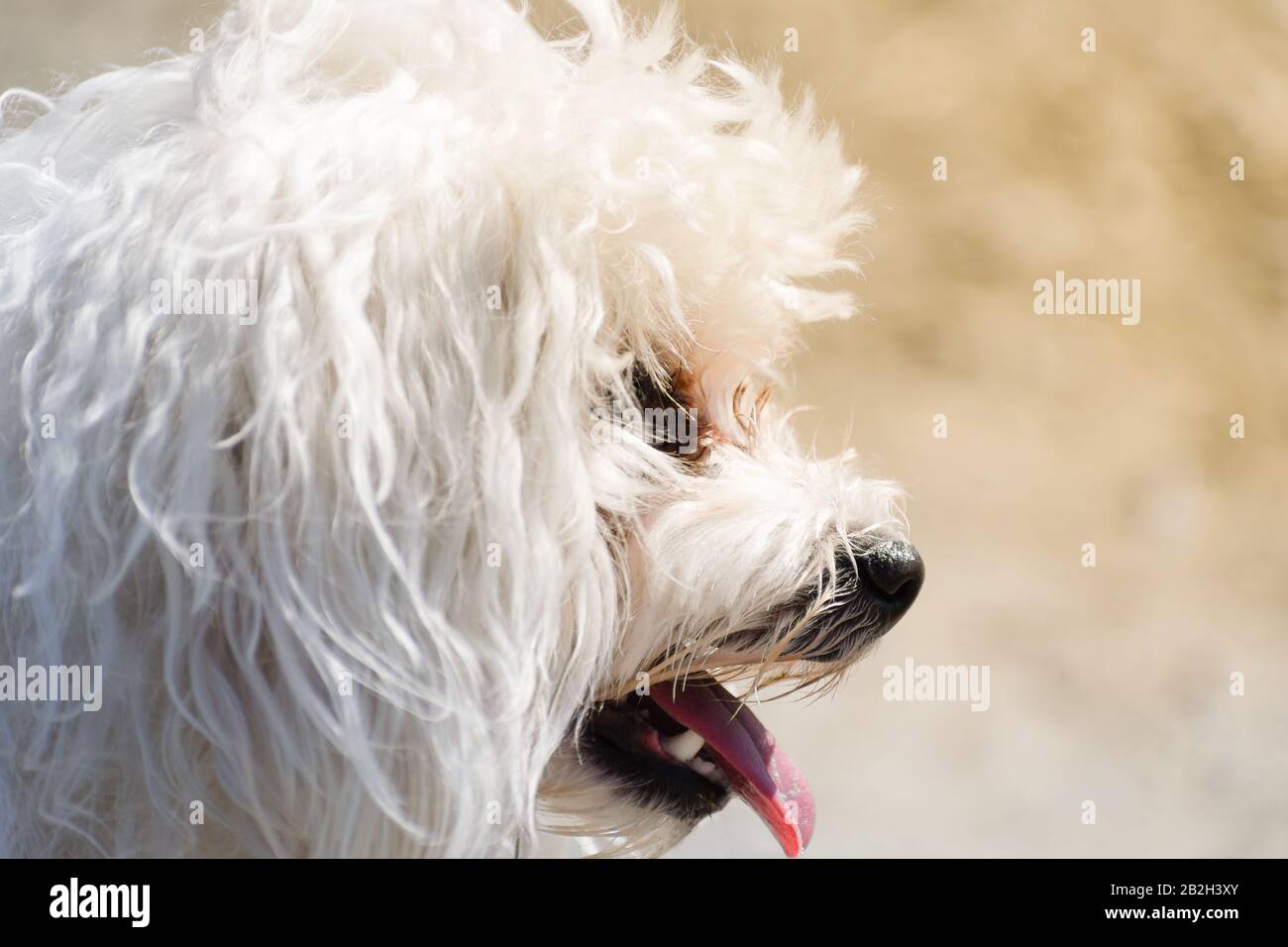 Dog face side view hi-res stock photography and images - Alamy