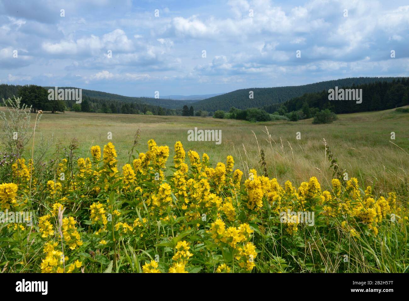 Wiese wald hi-res stock photography and images - Alamy