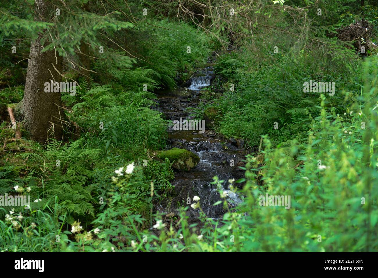 Bach wald hi-res stock photography and images - Alamy