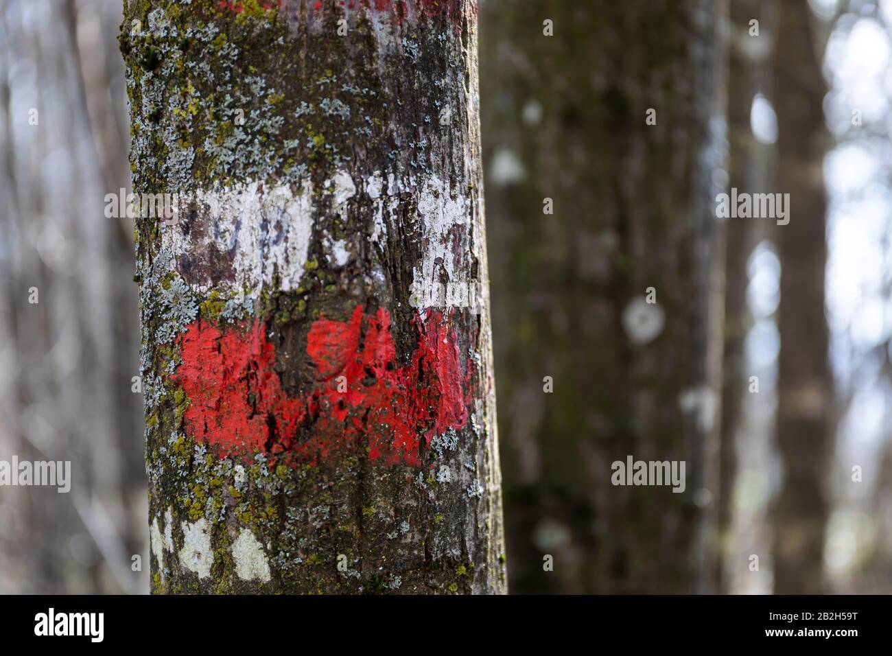 Mountain trail sign, handmade with white and red paint on a tree trunk ...