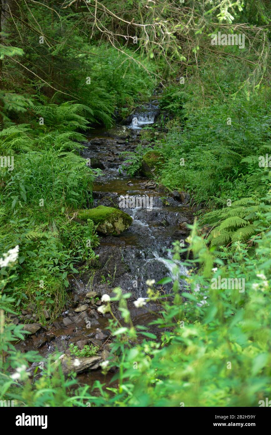 Wald bach hi-res stock photography and images - Alamy
