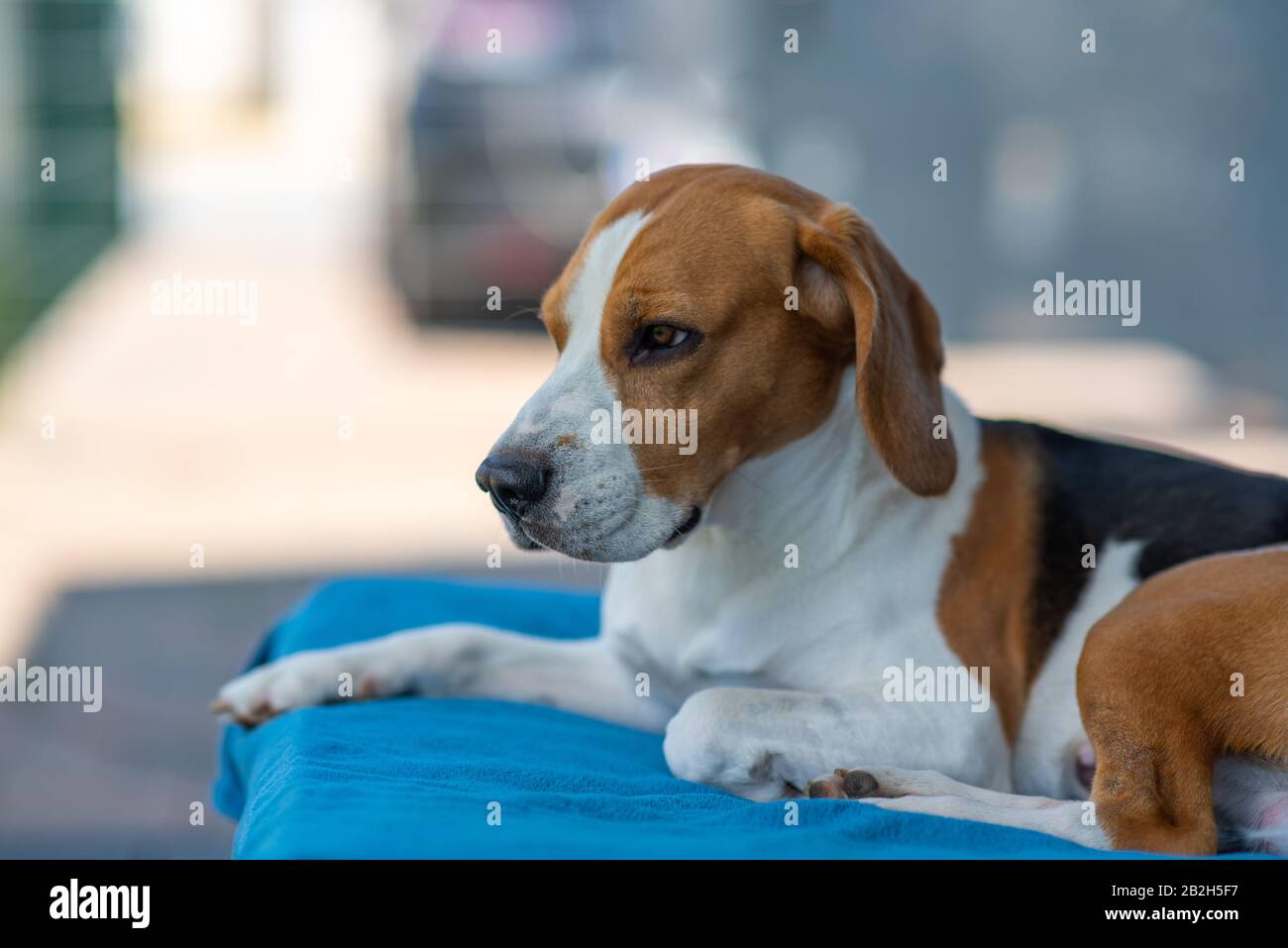 Beagle dog resting outdoors in shade Stock Photo - Alamy