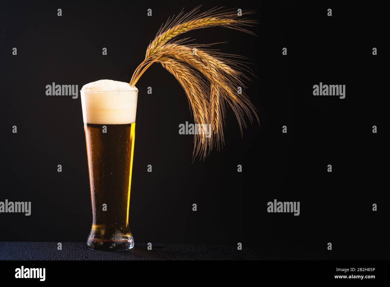 Cereal barley in glass full of beer with foam. Black background copy ...