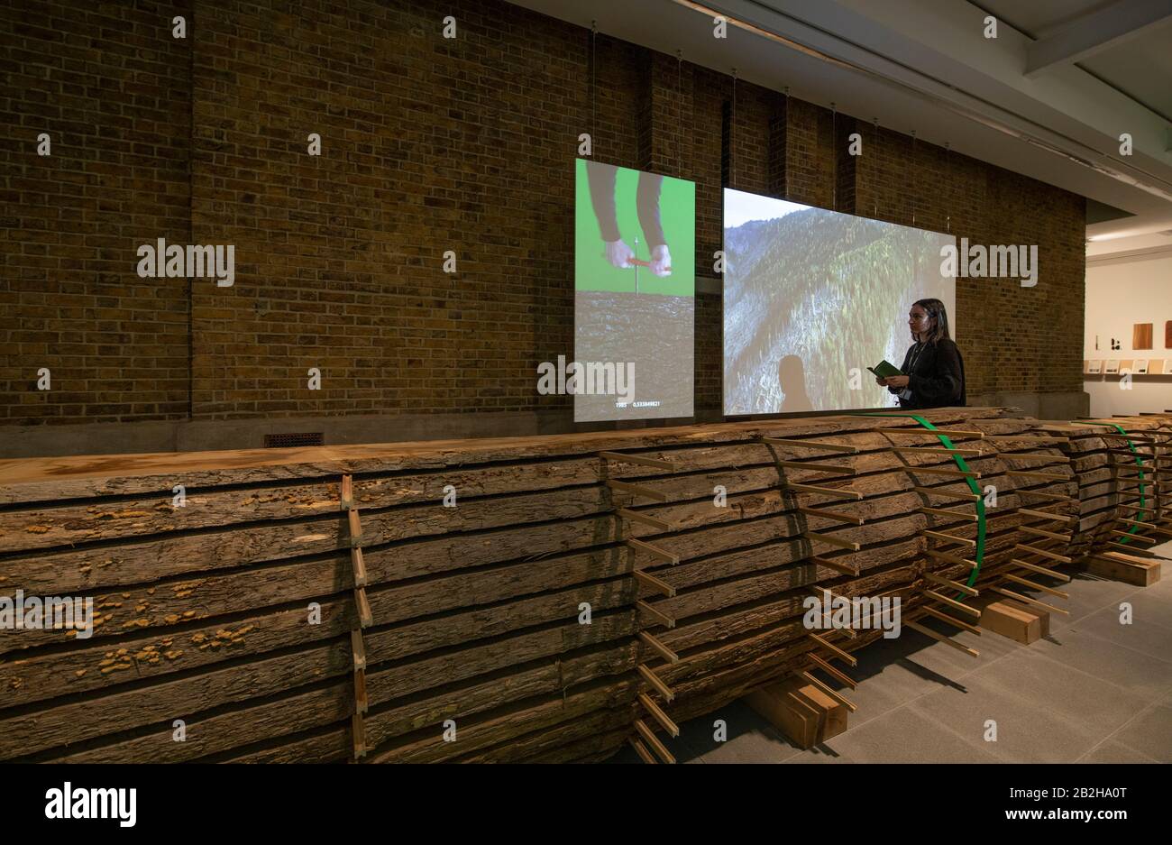 Giant oak quercus boules hi-res stock photography and images - Alamy