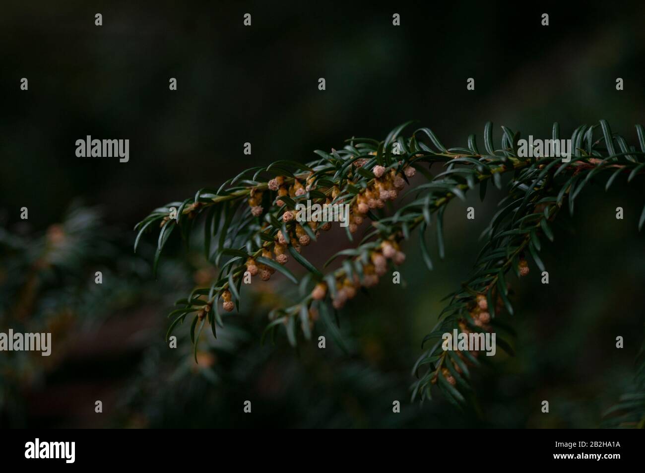 deep green spruce branches background, macro photo Stock Photo - Alamy