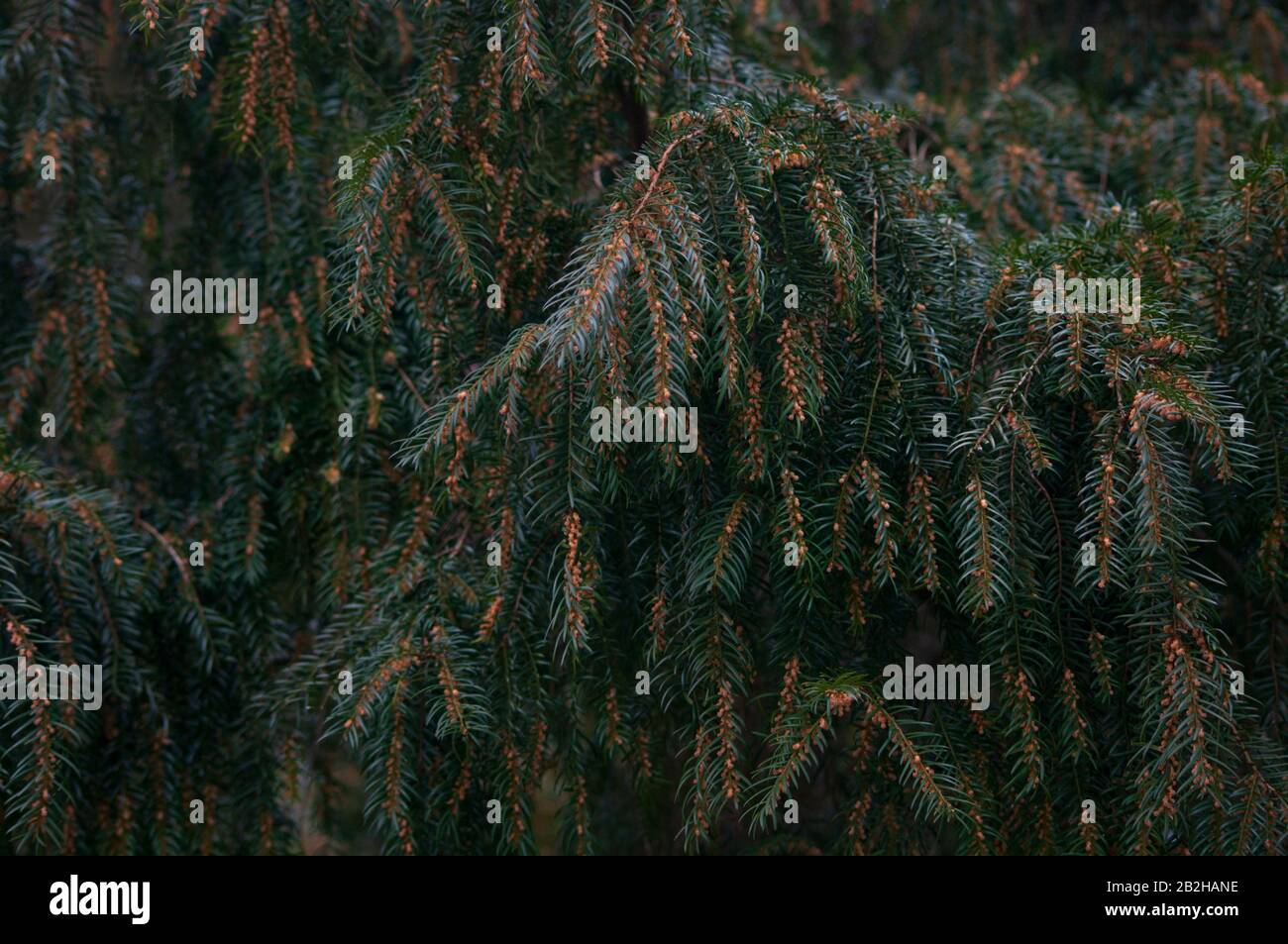 deep green spruce branches background, forest wallpaper Stock Photo - Alamy
