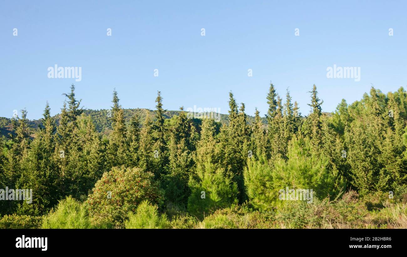 Mountains with forest landscape in Datca, Mugla Stock Photo - Alamy