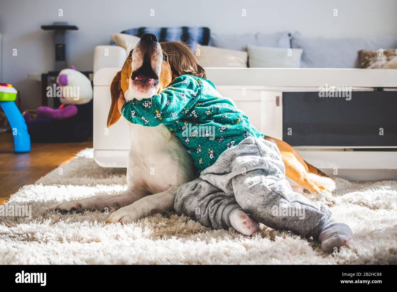Baby hugging tight Beagle dog in sunny room Stock Photo - Alamy
