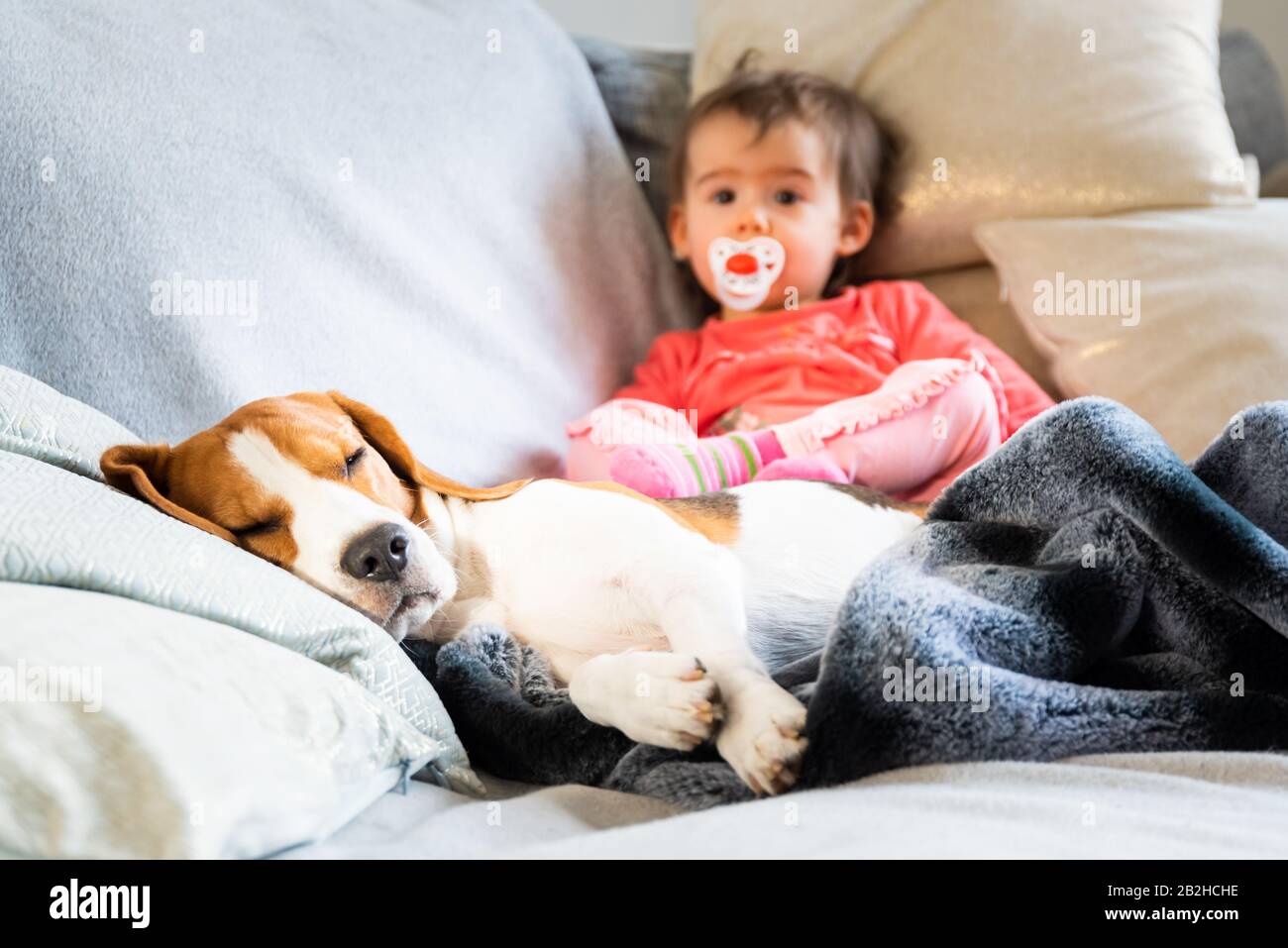 Baby with dog on sofa relaxing together Stock Photo - Alamy