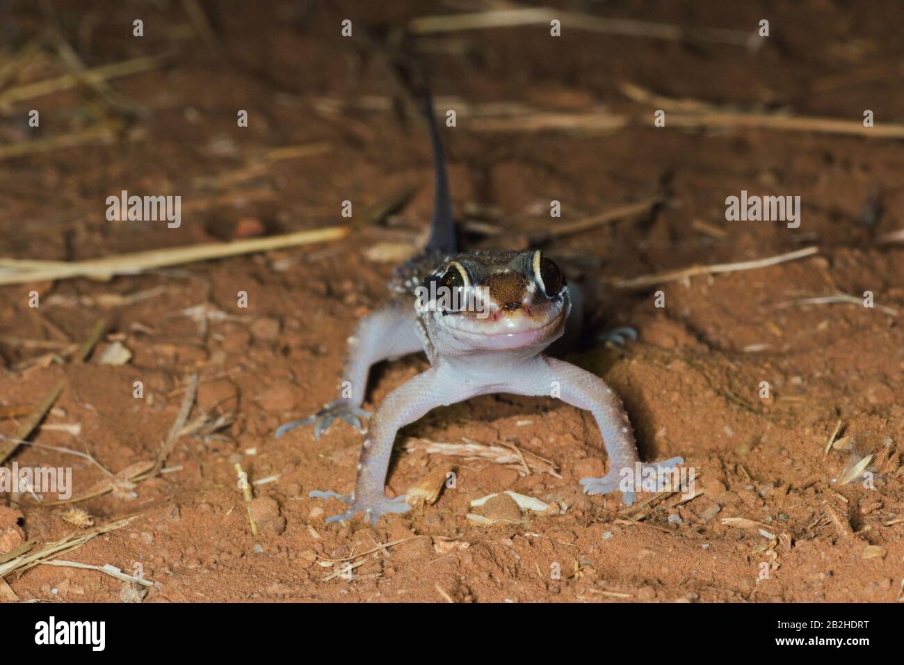 Indian gecko in natural habitat Stock Photo - Alamy