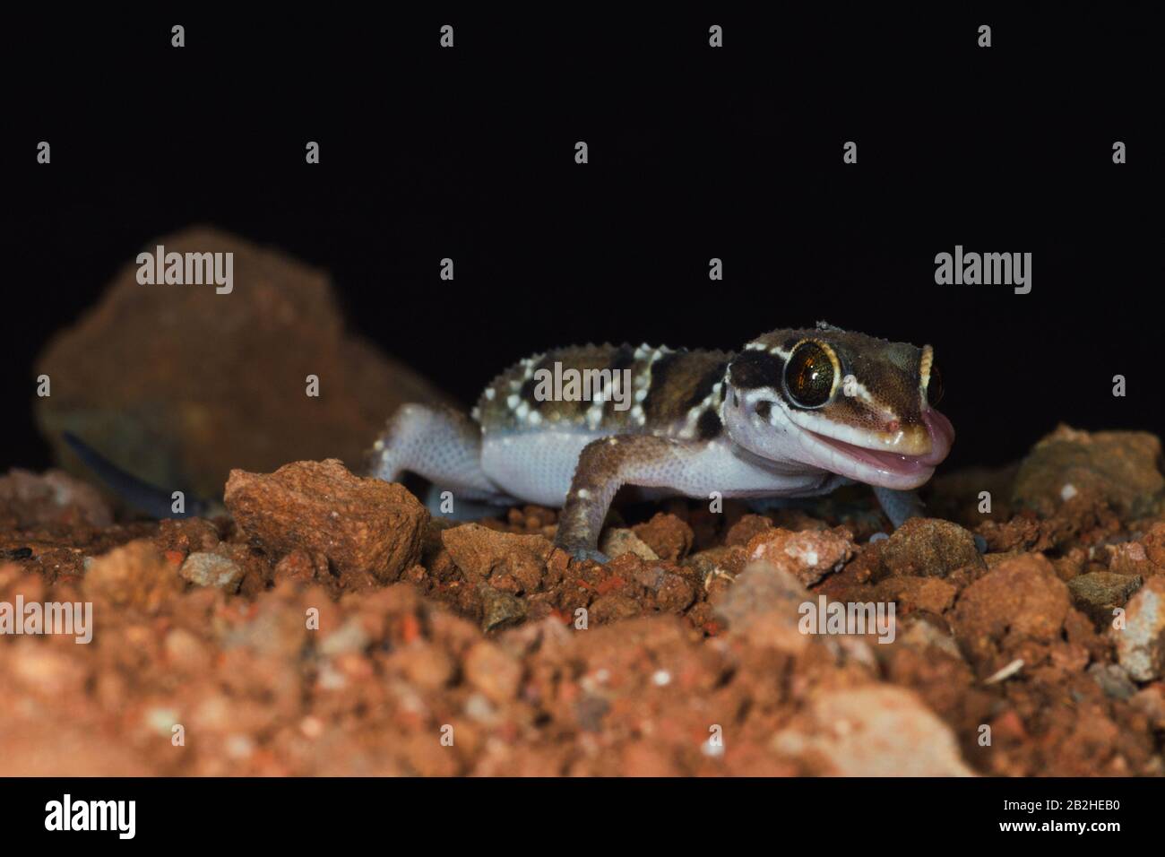 Indian gecko hi-res stock photography and images - Alamy