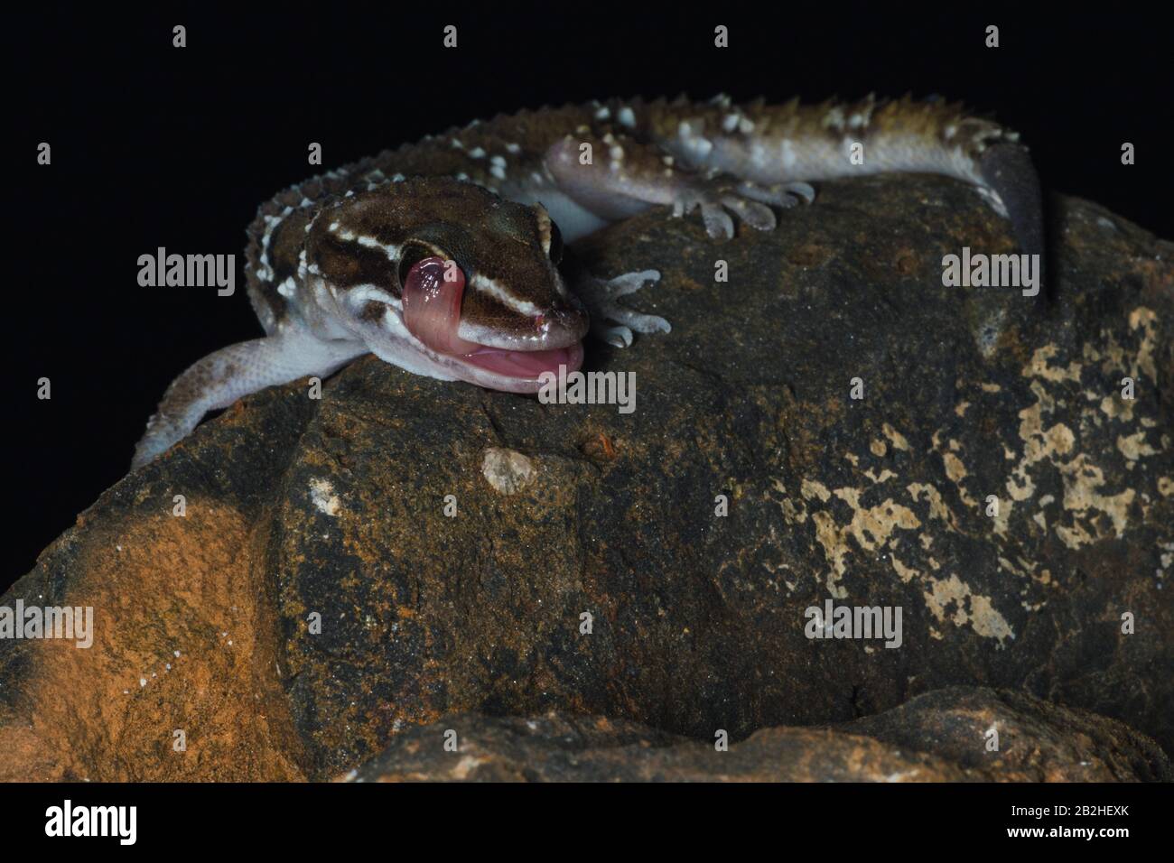 Indian gecko species hi-res stock photography and images - Alamy