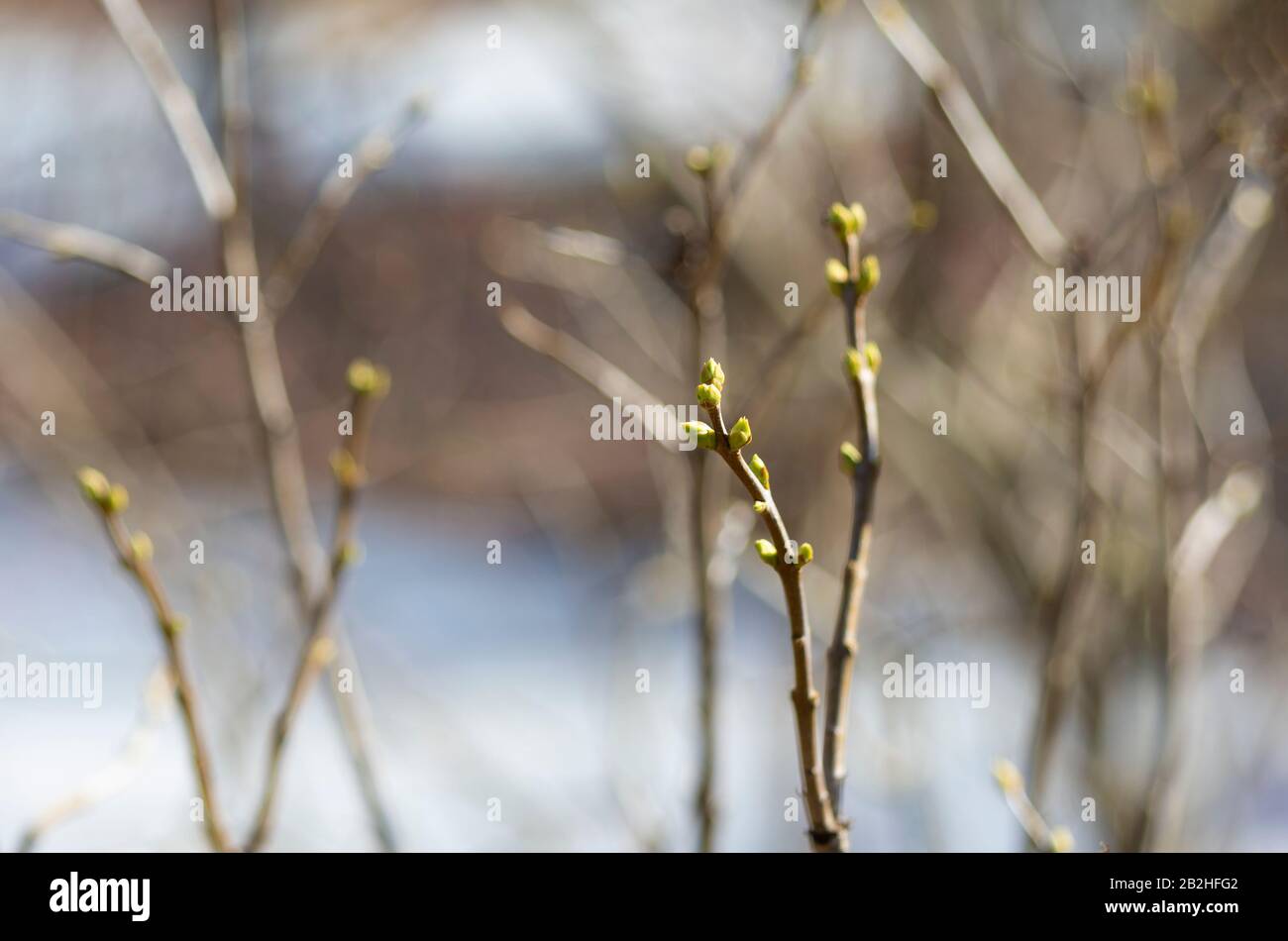 Buds sprout hi-res stock photography and images - Alamy