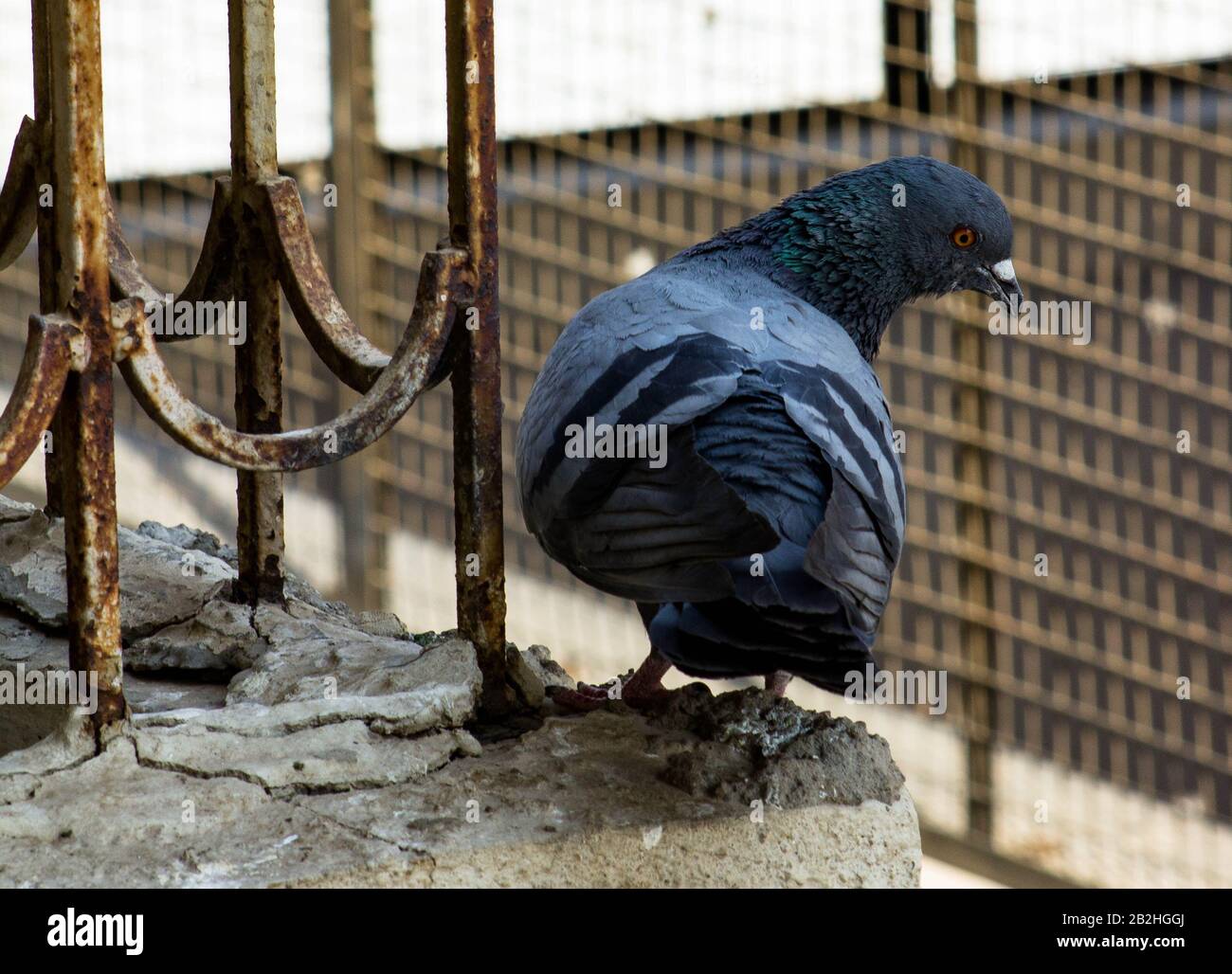 Indian pigeon hi-res stock photography and images - Alamy