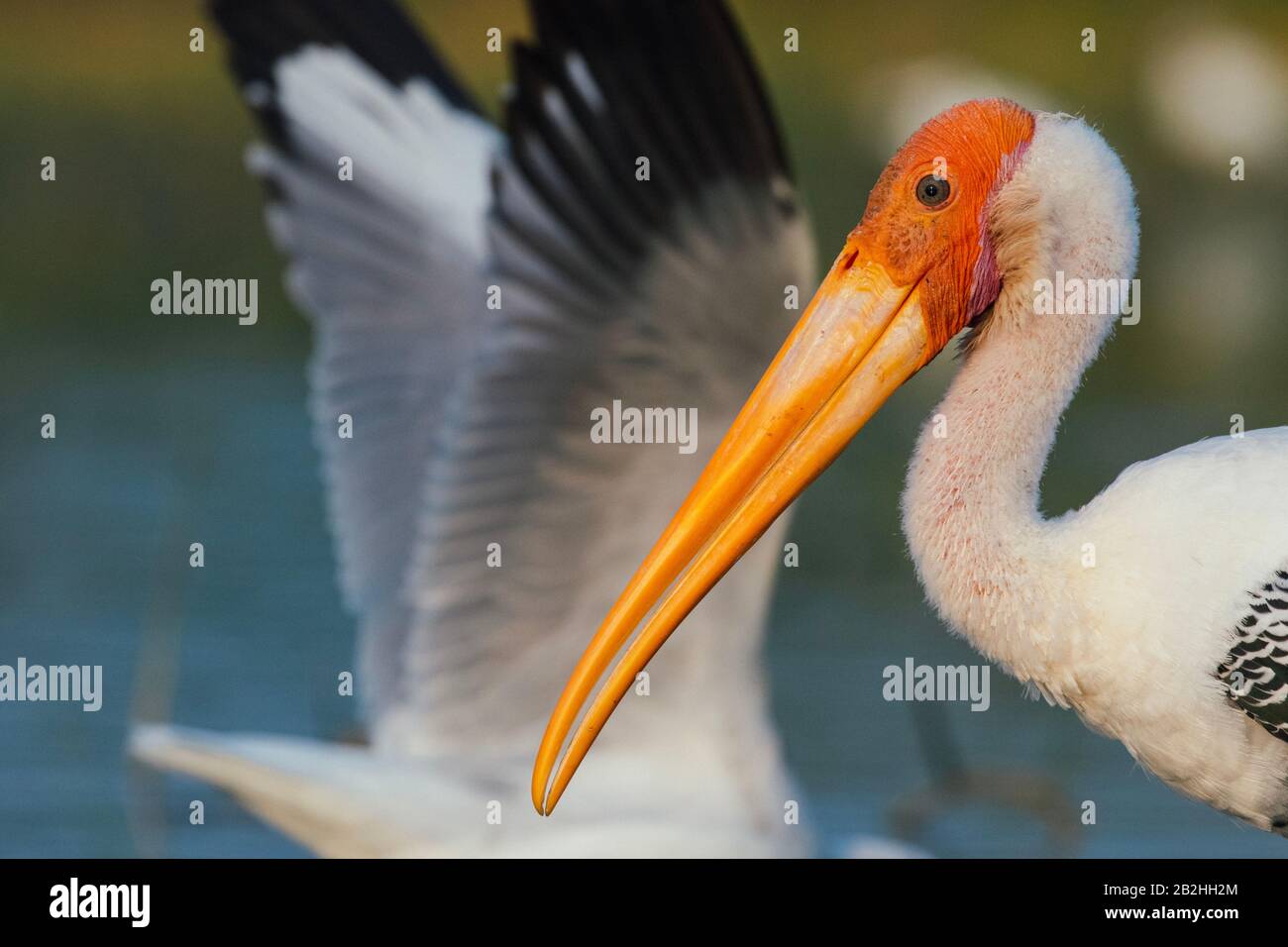 Painted stork bird fishing in a lake Stock Photo - Alamy