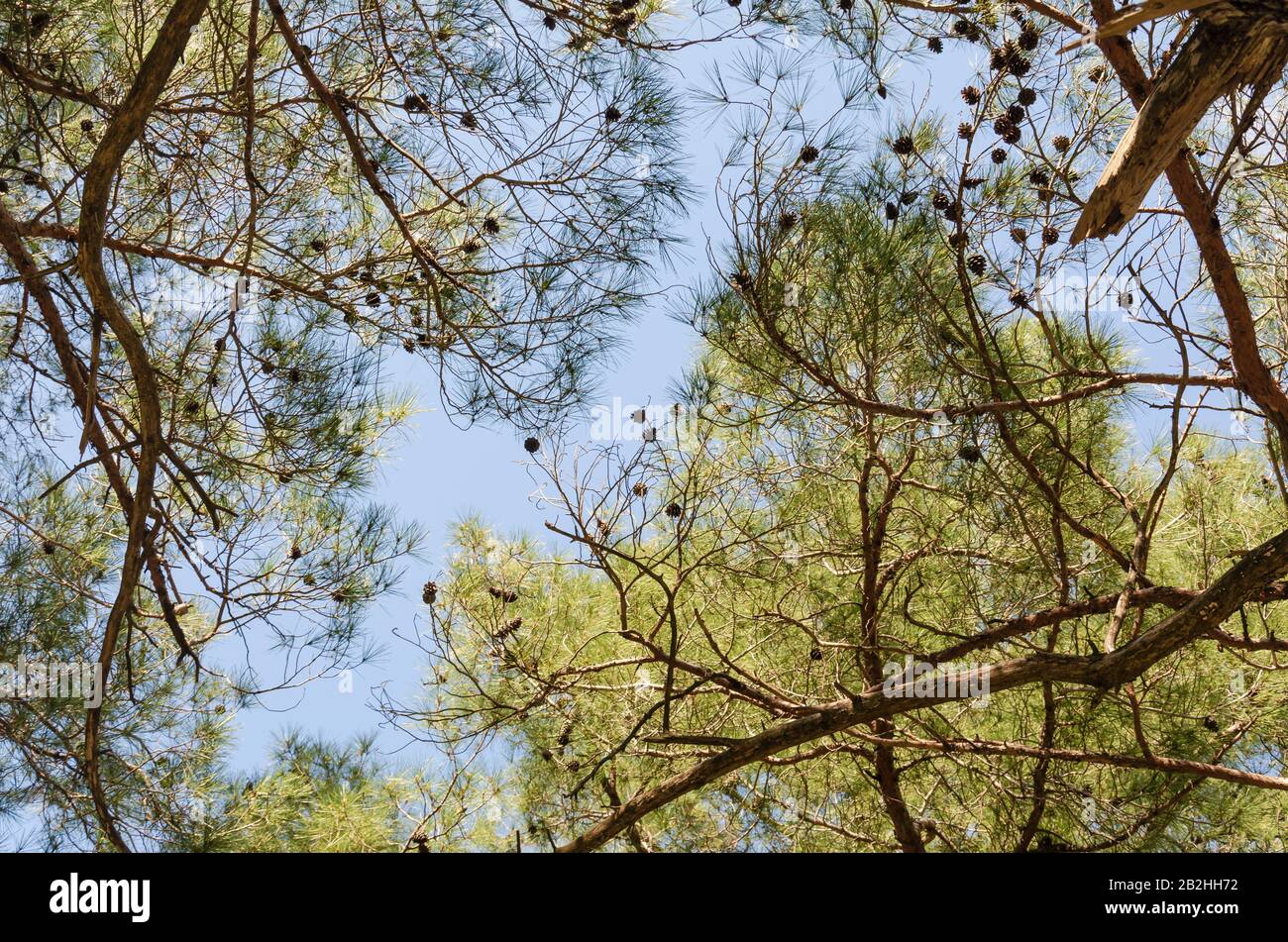 Tree canopy from below spring hi-res stock photography and images - Alamy