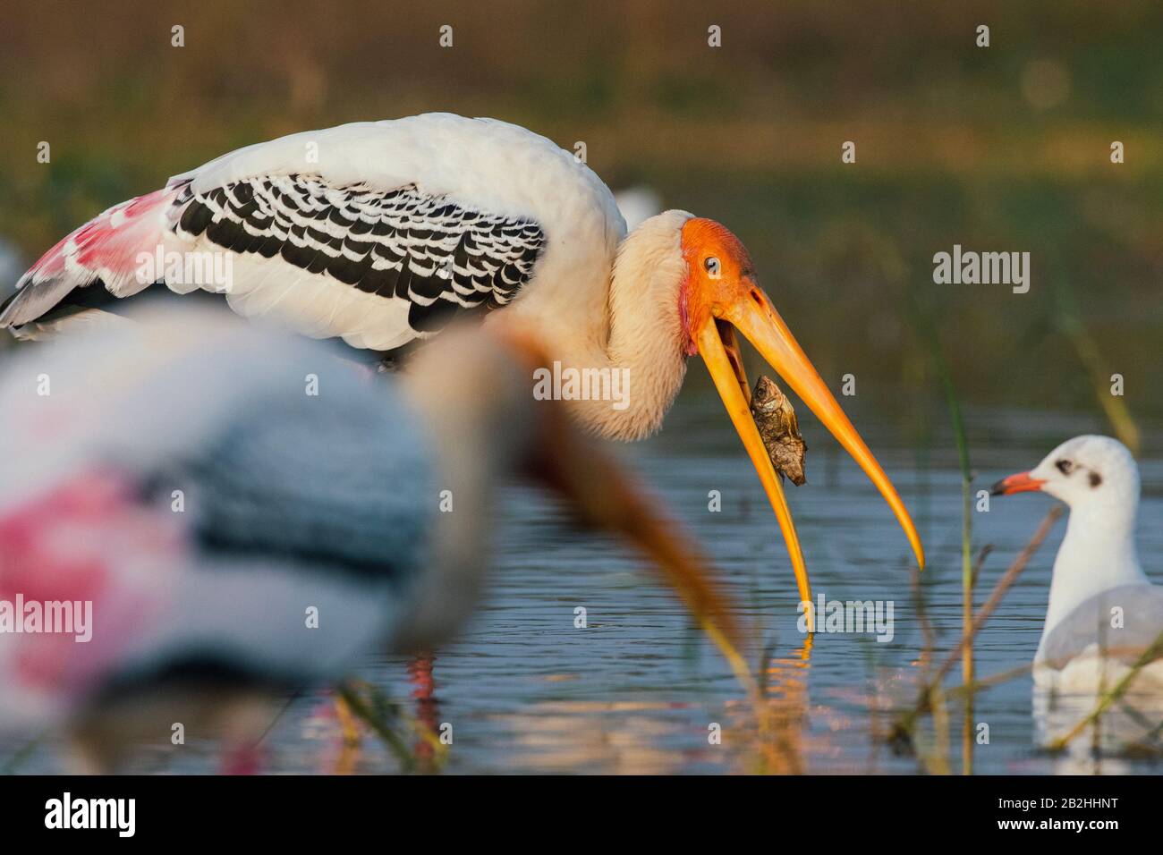 Painted stork bird fishing in a lake Stock Photo - Alamy