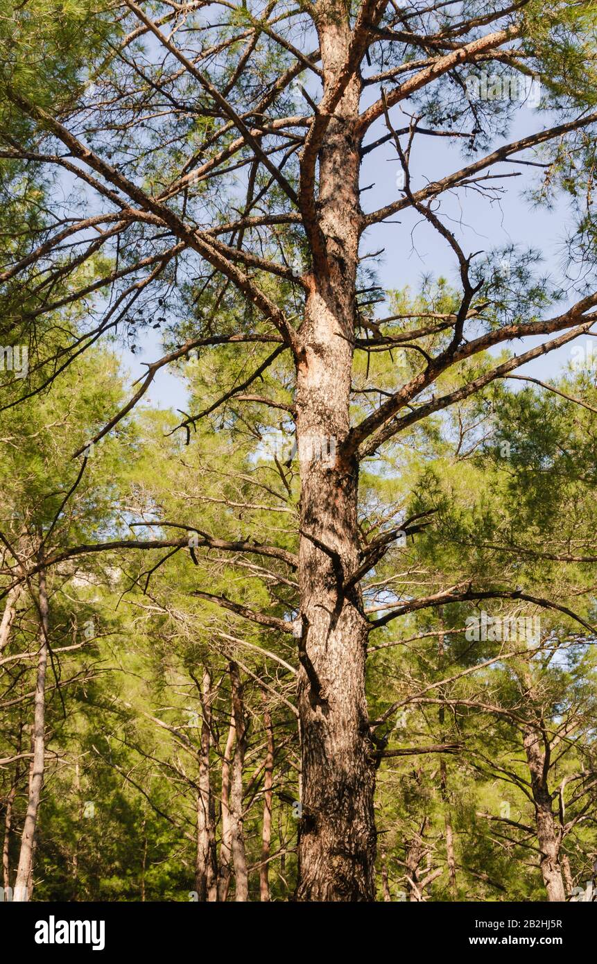 Tree Canopy From Below Spring High Resolution Stock Photography and ...