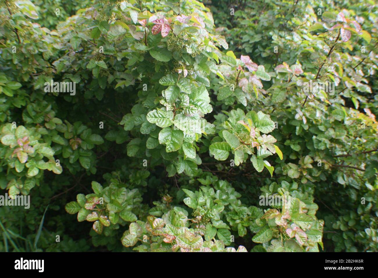 Huge Western Poison Oak Bush Stock Photo - Alamy