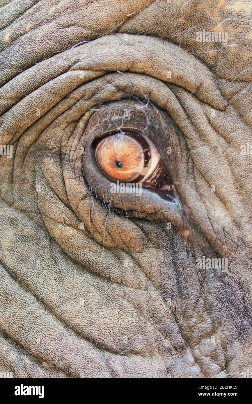 Closeup of an elephant eye Stock Photo - Alamy