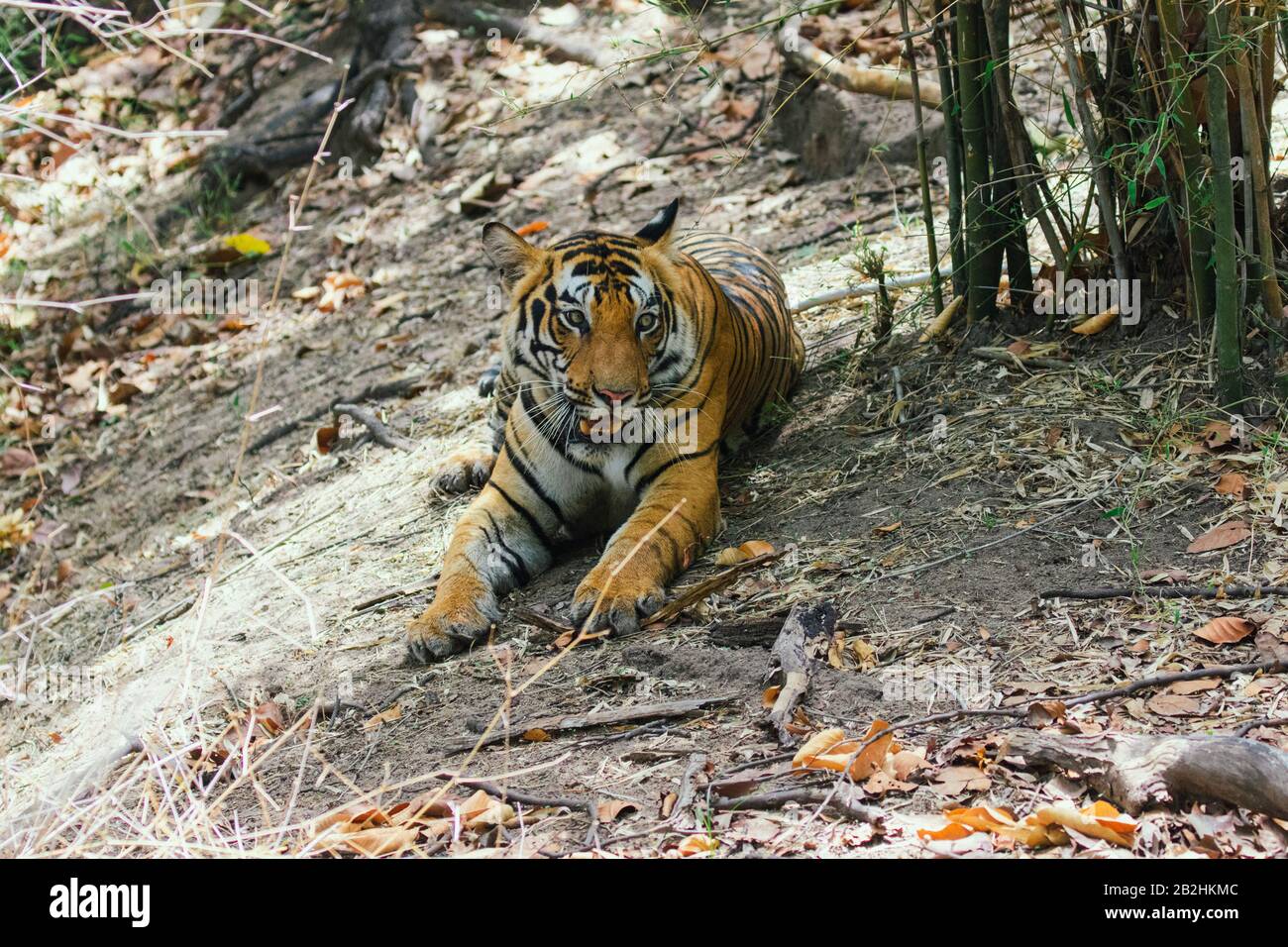 Tiger at a forest in Madhya Pradesh in India Stock Photo - Alamy