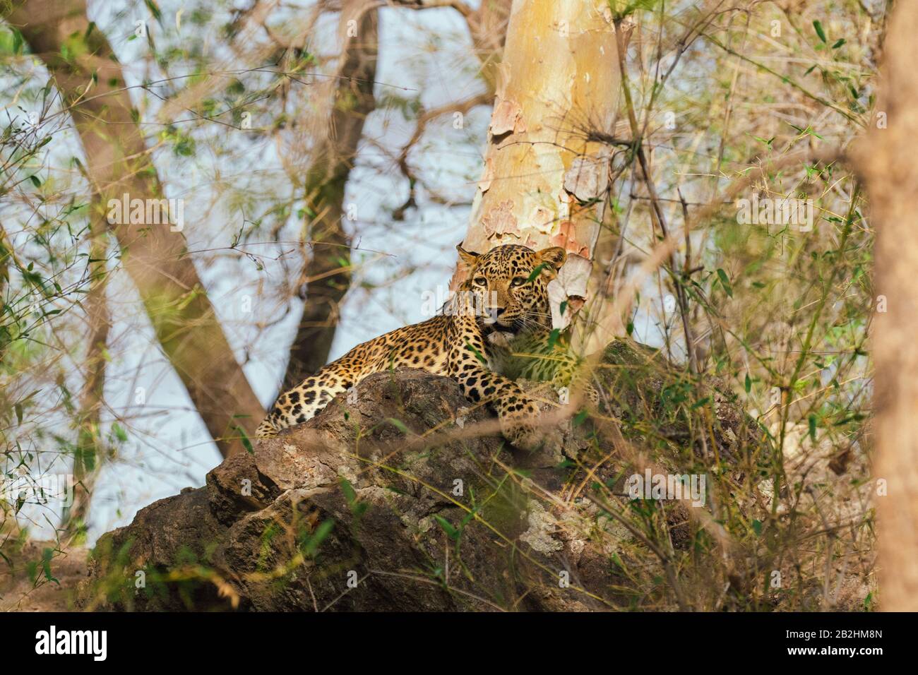 Leopard at a jungle in India Stock Photo - Alamy