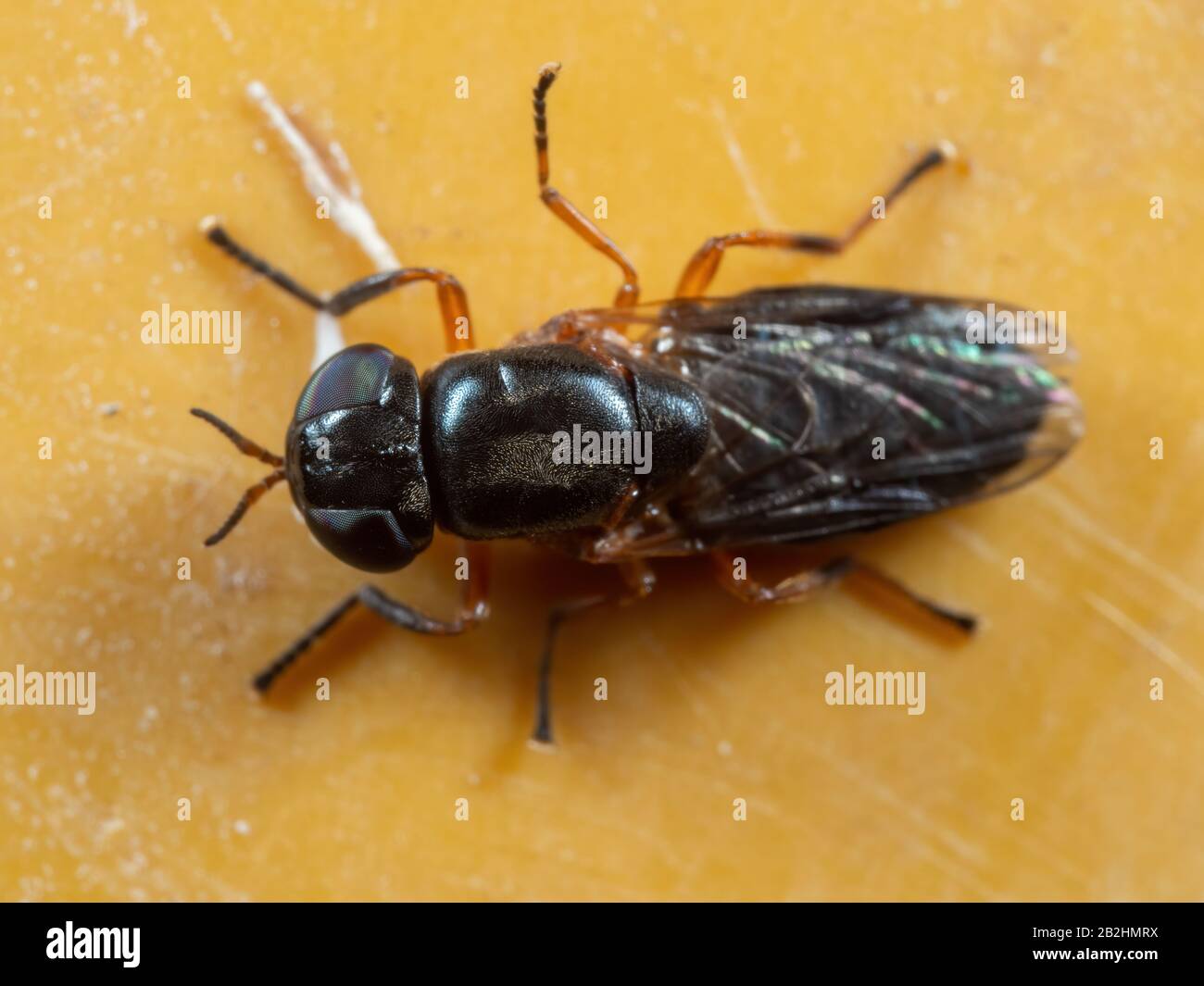 Macro Photography of Black Insect on Yellow Floor Stock Photo - Alamy