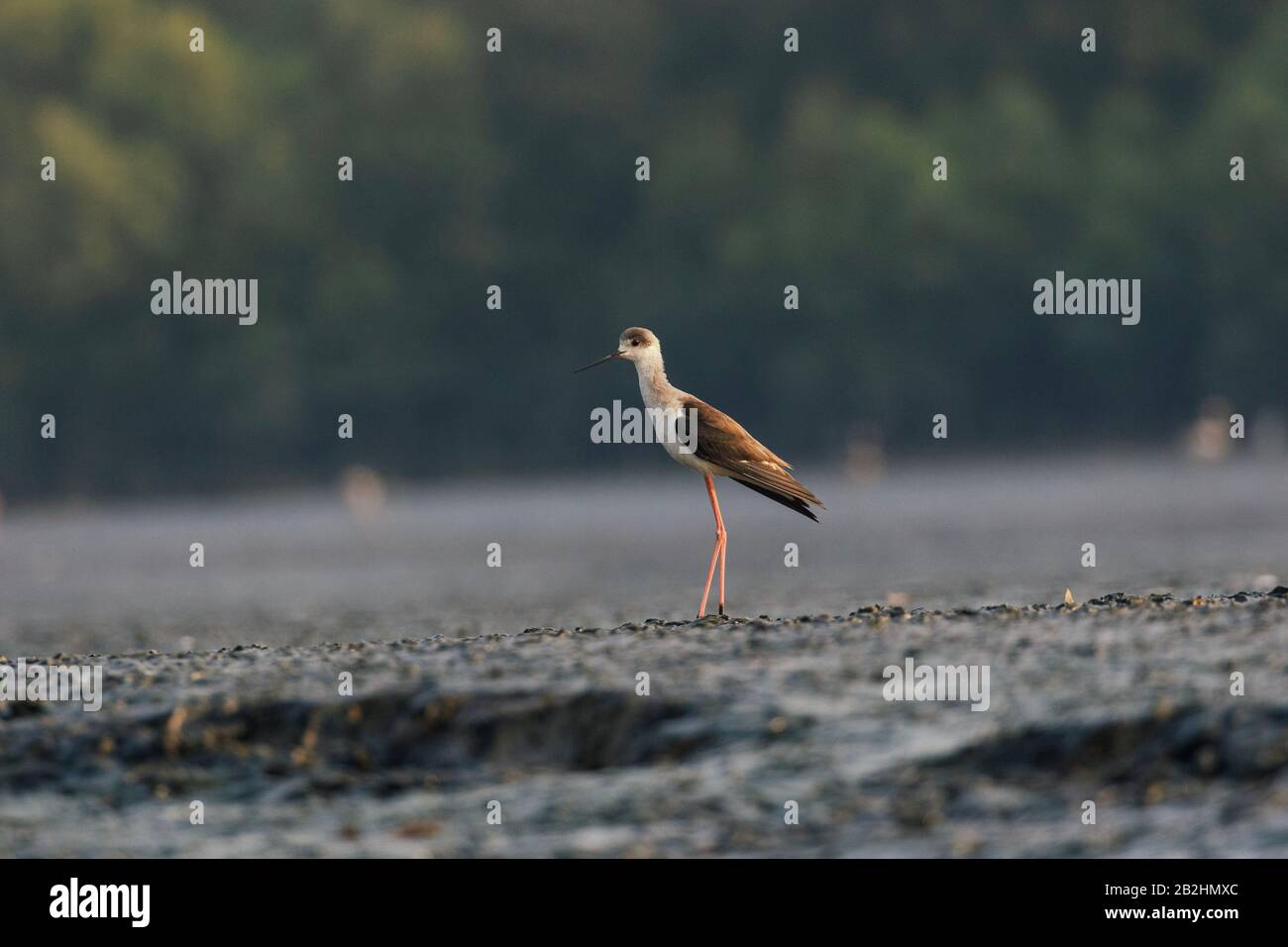 Black-winged stilt in its natural habitat Stock Photo - Alamy