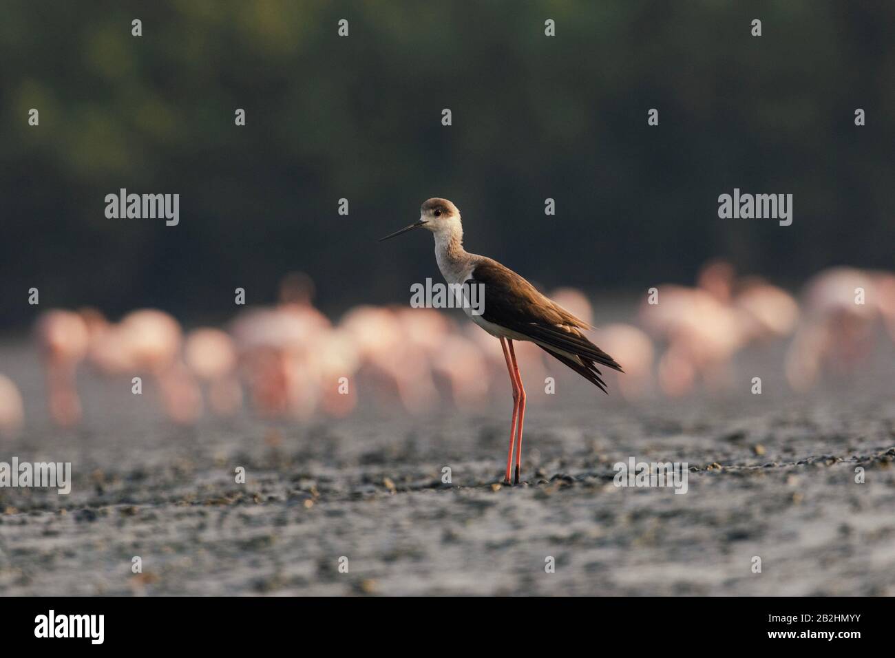 Indian stilt bird hi-res stock photography and images - Alamy