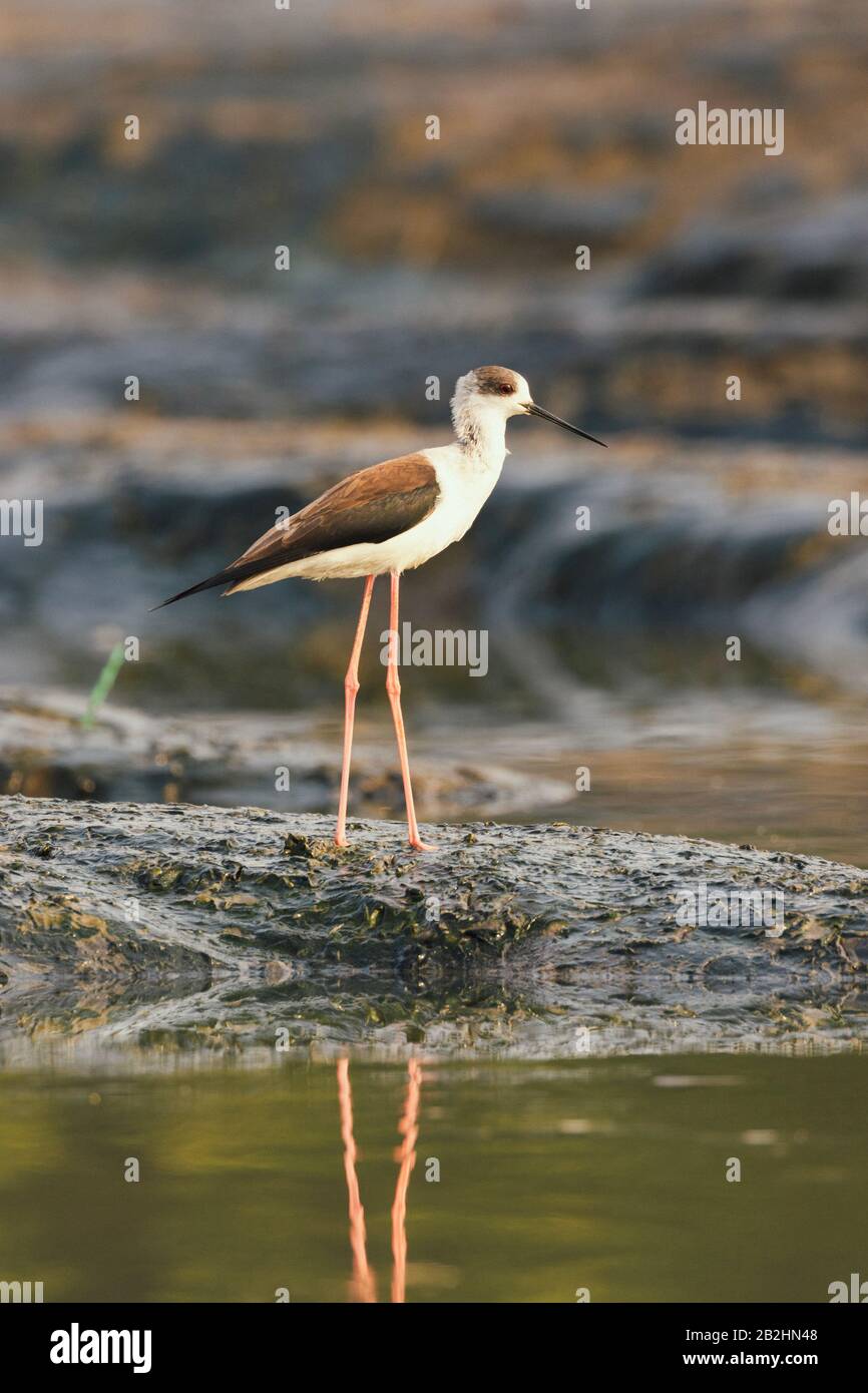 Black-winged stilt in its natural habitat Stock Photo - Alamy