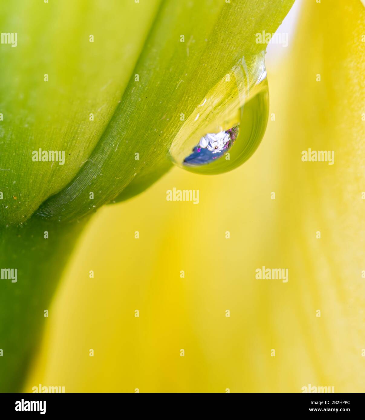 Macro photo of a water drop with flower reflection on side of a plant ...