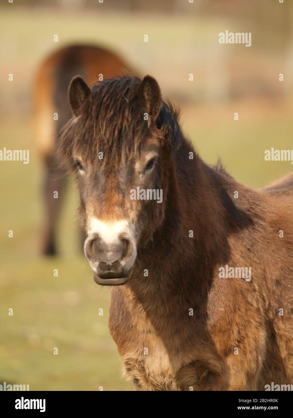 A headshot of a rare breed Exmoor pony Stock Photo - Alamy