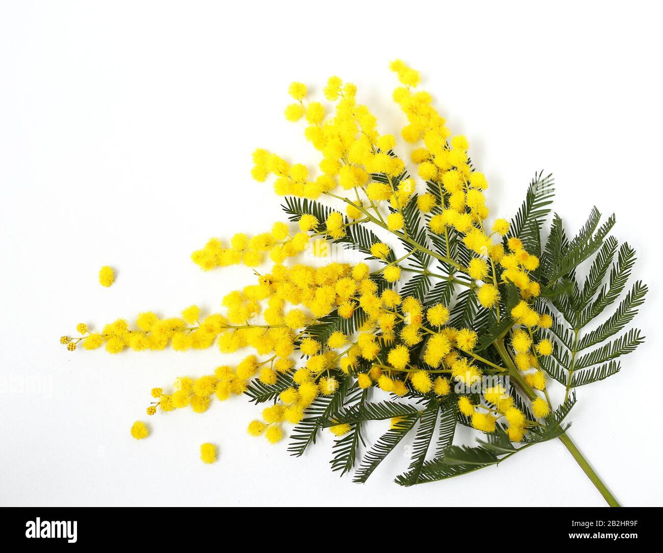 Bouquet of fresh spring flower mimosa on the white background ...