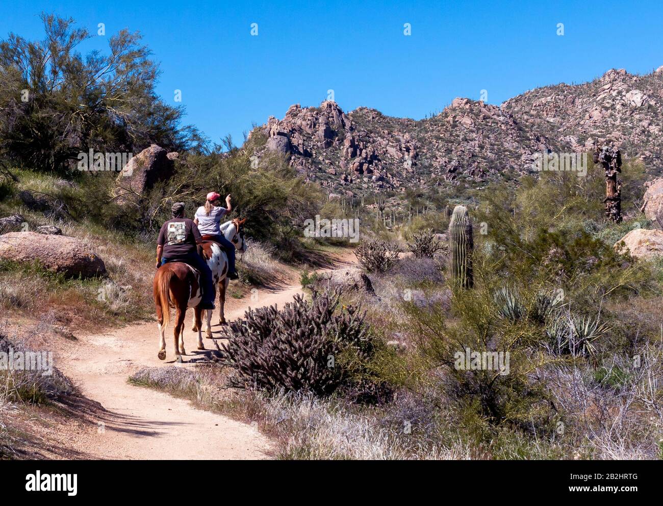 Horses in cactus hi-res stock photography and images - Alamy