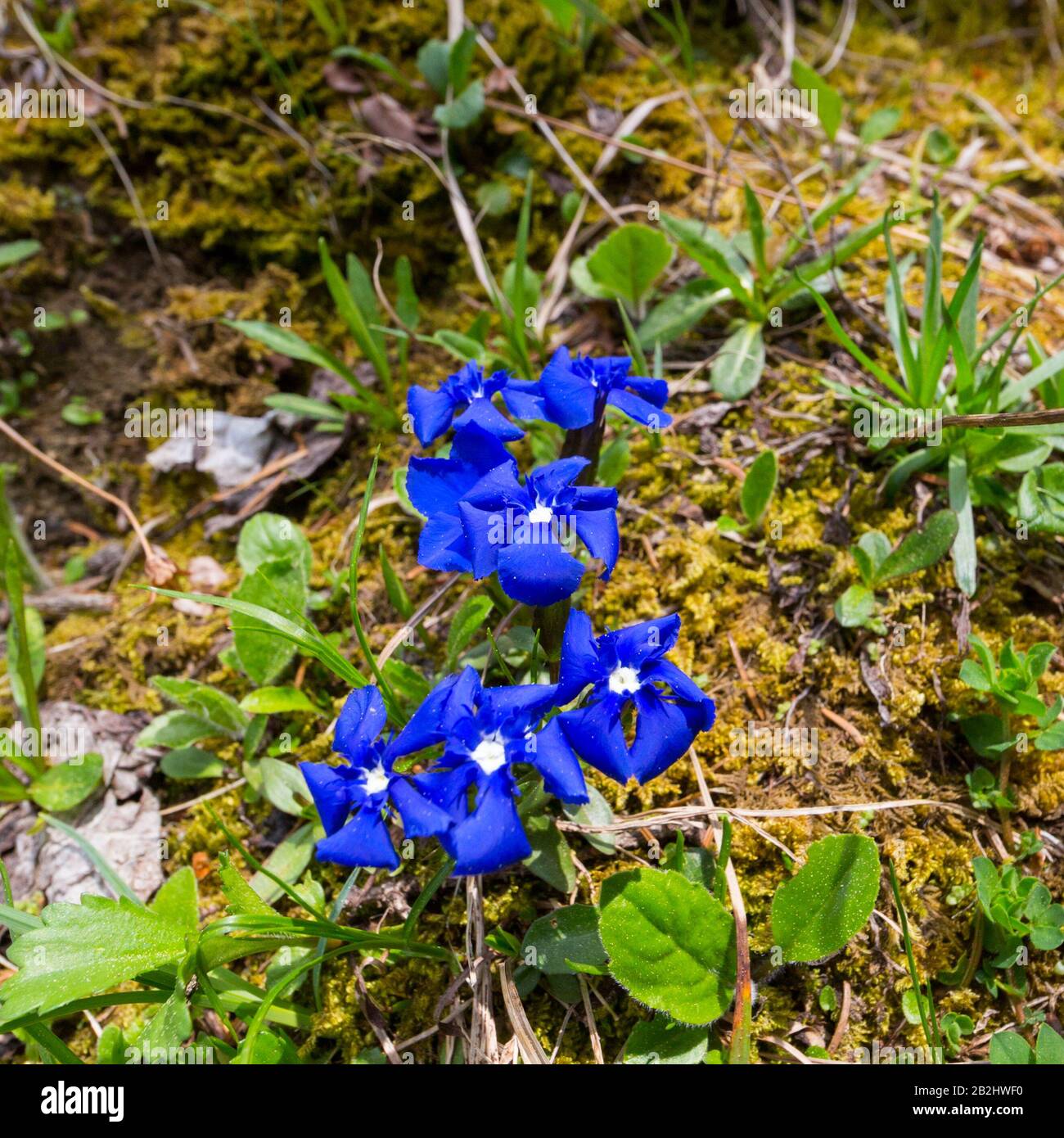 Gentian plant hi-res stock photography and images - Alamy