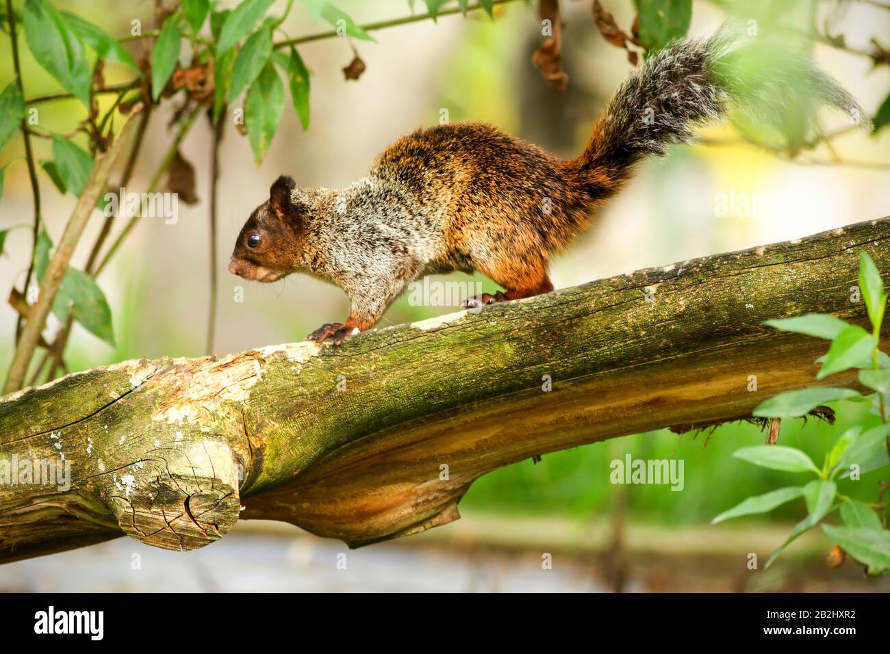 Female Fox Squirrel In Natural Habitat Ecuadorian Rainforest Stock ...