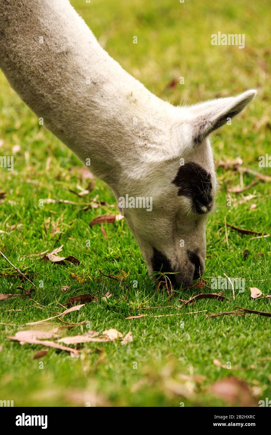 The Llama Is A South American Camelid Widely Eroded As A Packet And ...