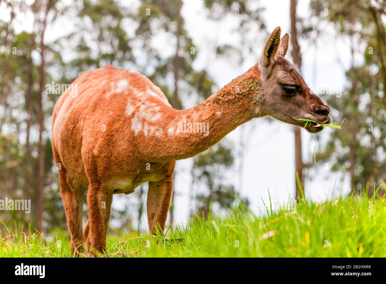 Andean cultures hi-res stock photography and images - Alamy