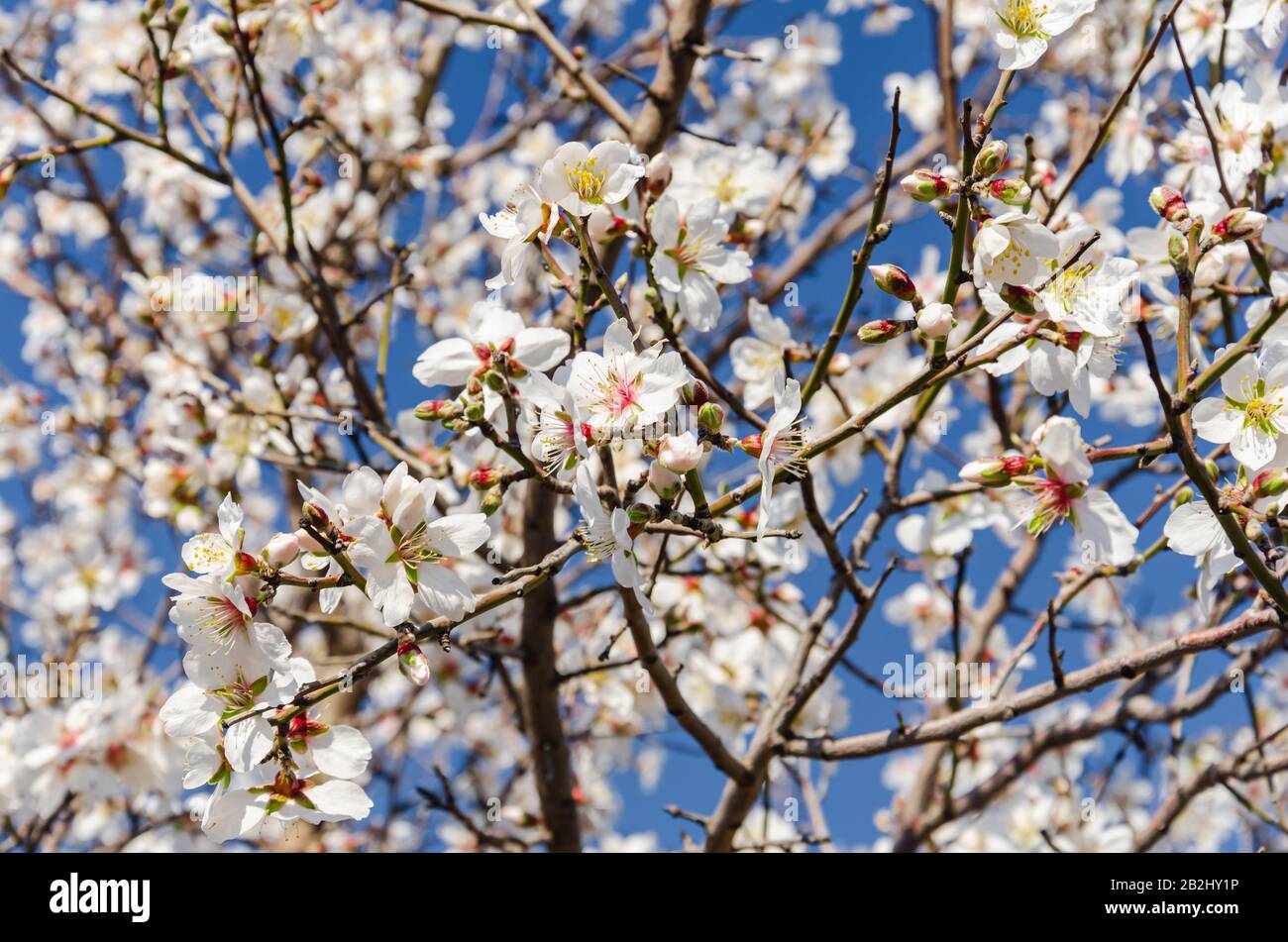 Almond flowers, springtime. Close-up of almond flowers from Datca ...