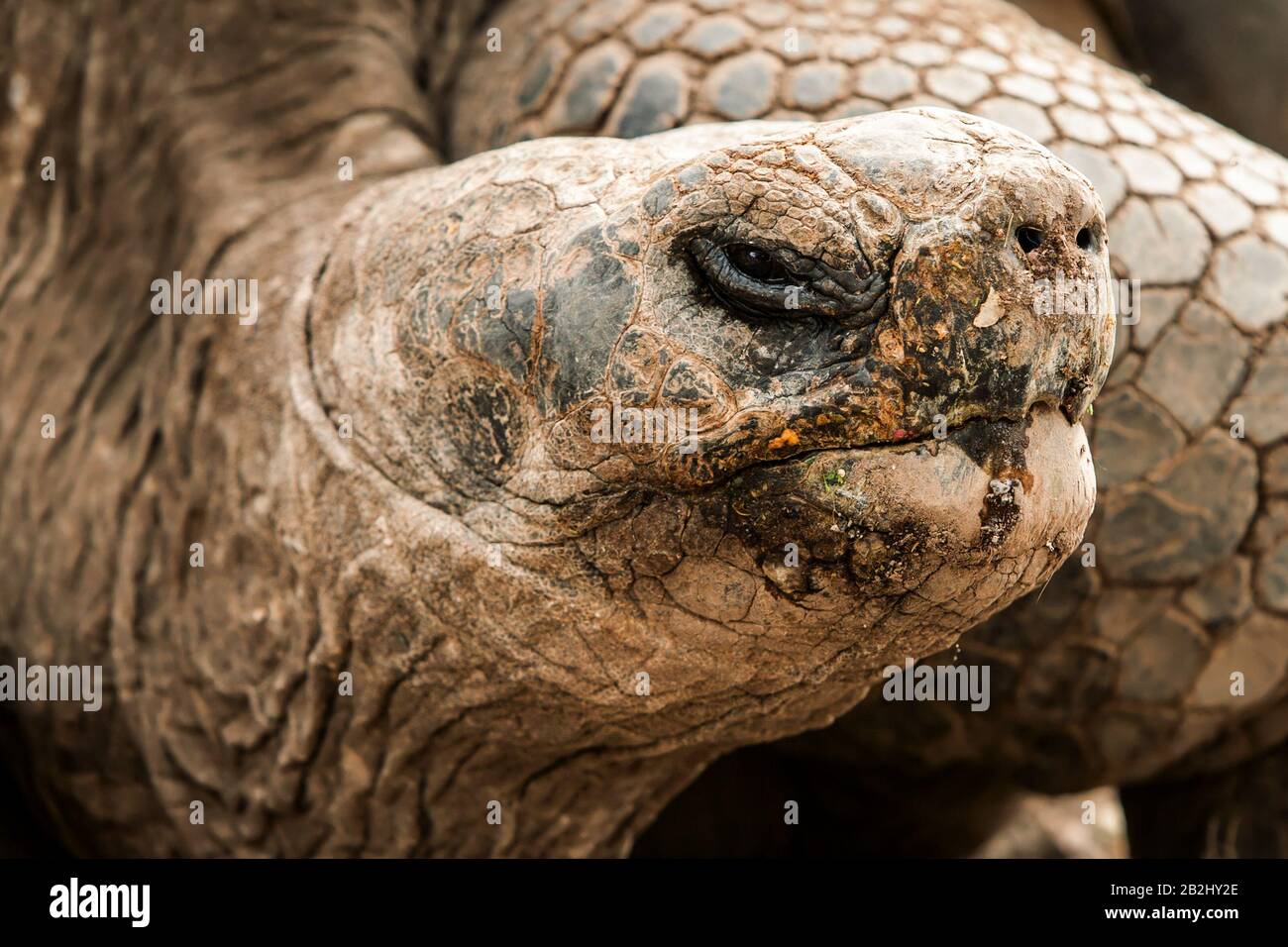 Galapagos Huge Turtle Is The Largest Living Family Of Reptilian ...