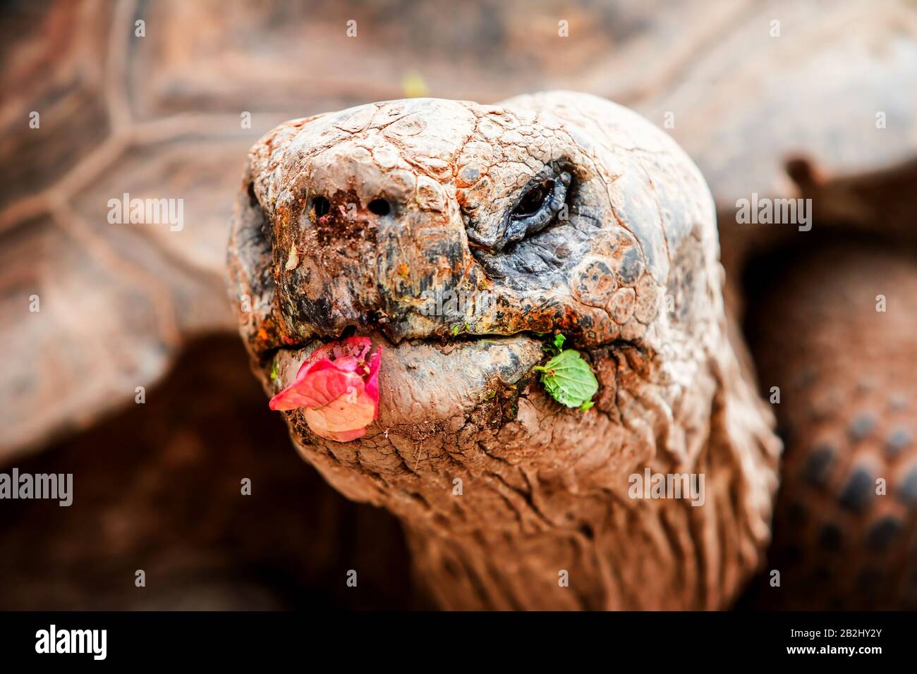 Galapagos Huge Turtle Is The Largest Living Family Of Tortoise Reaching ...